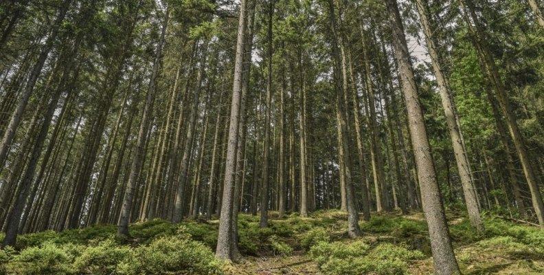 Why Sitka Spruce is One of BC’s Most Impressive Trees - Immigration ...