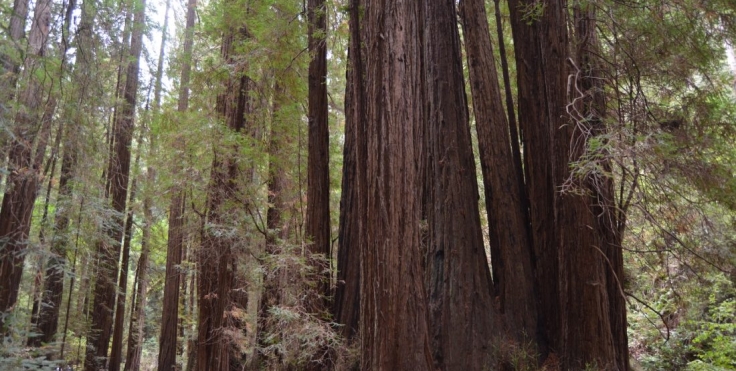 Western Red Cedar: BC’s Tree of Strength and Longevity - Immigration ...