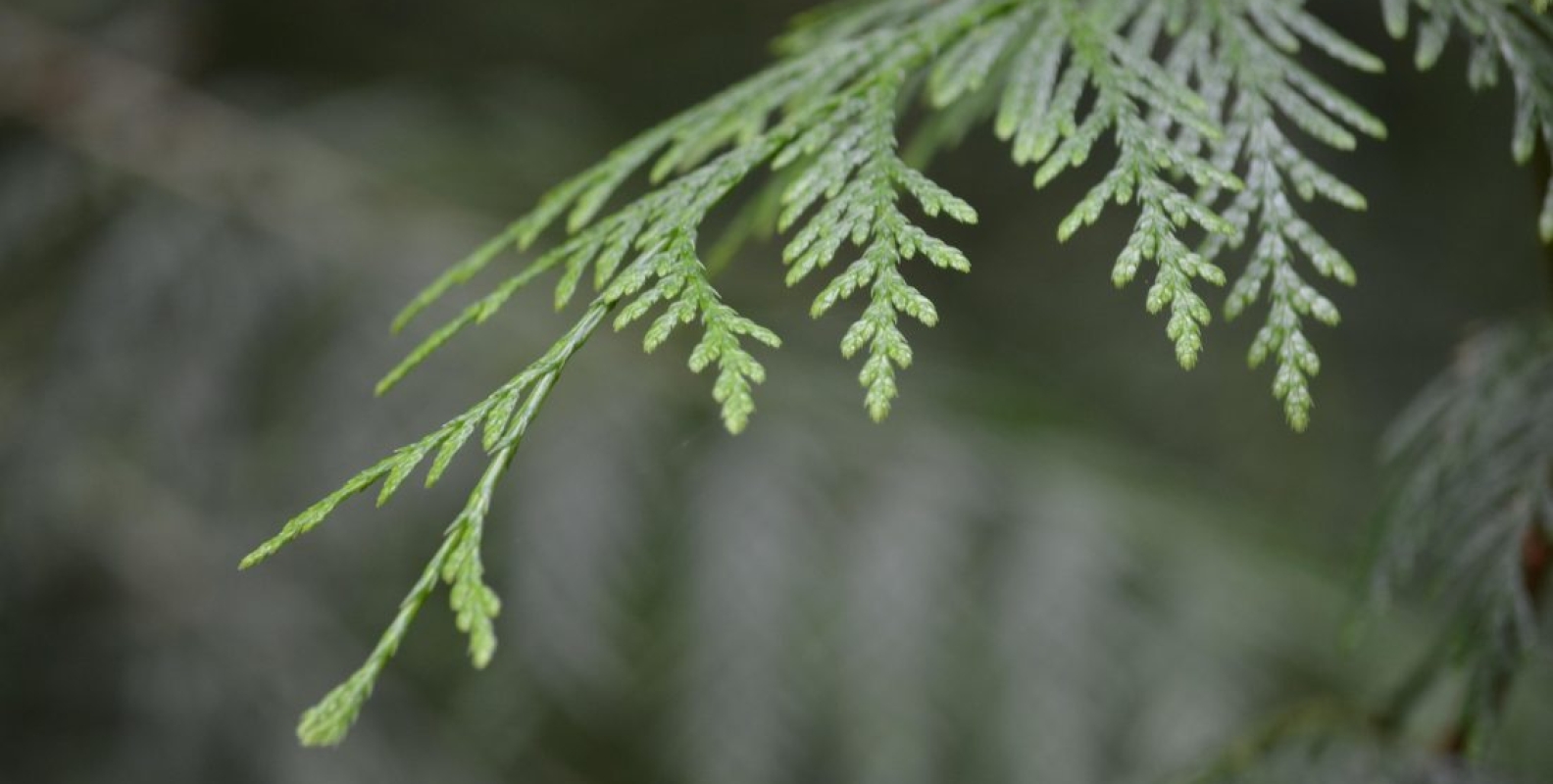 The Majestic Western Red Cedar: BC’s Ancient Guardian - Immigration ...